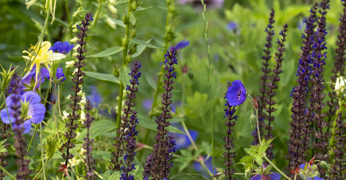 Anlæg robust have: Blomsterbed til tørre somre og våde vintre