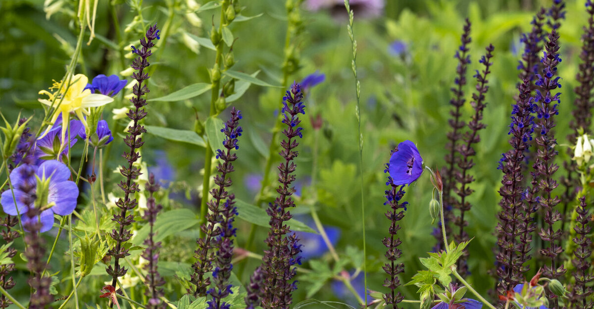 Anlæg robust have: Blomsterbed til tørre somre og våde vintre