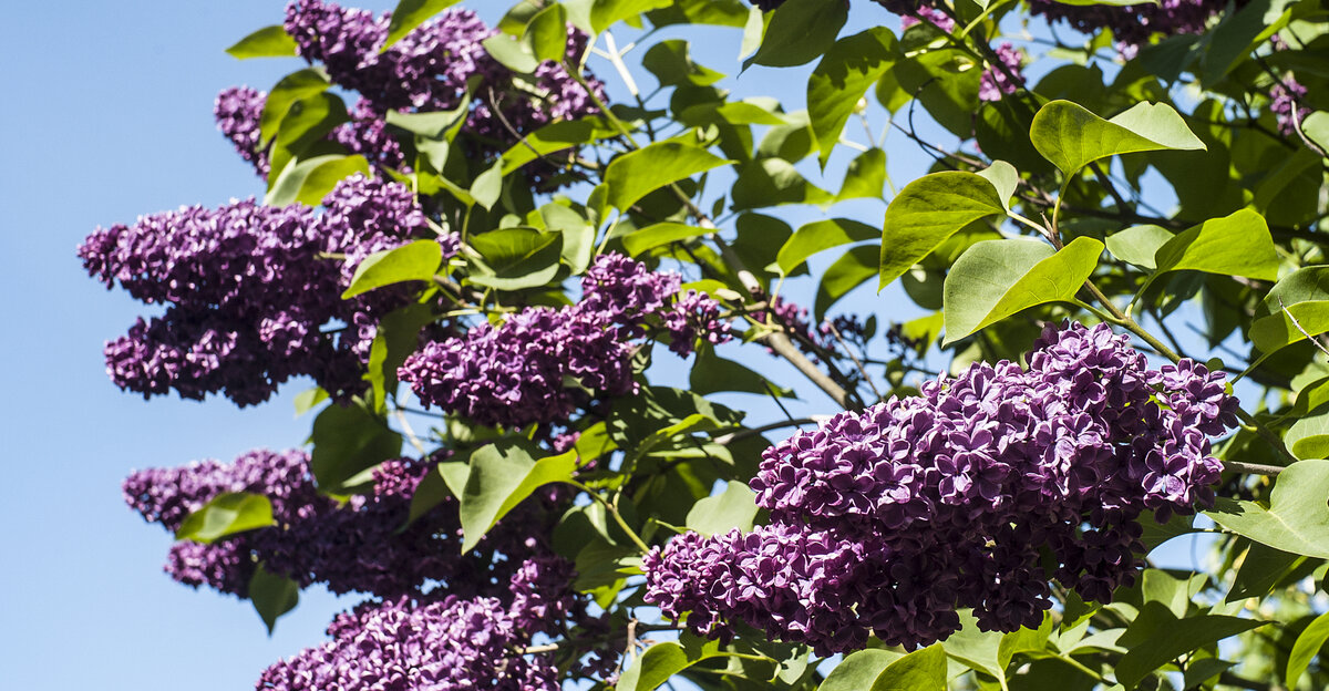 Beskæring af syrener – hvornår og hvordan gør man?