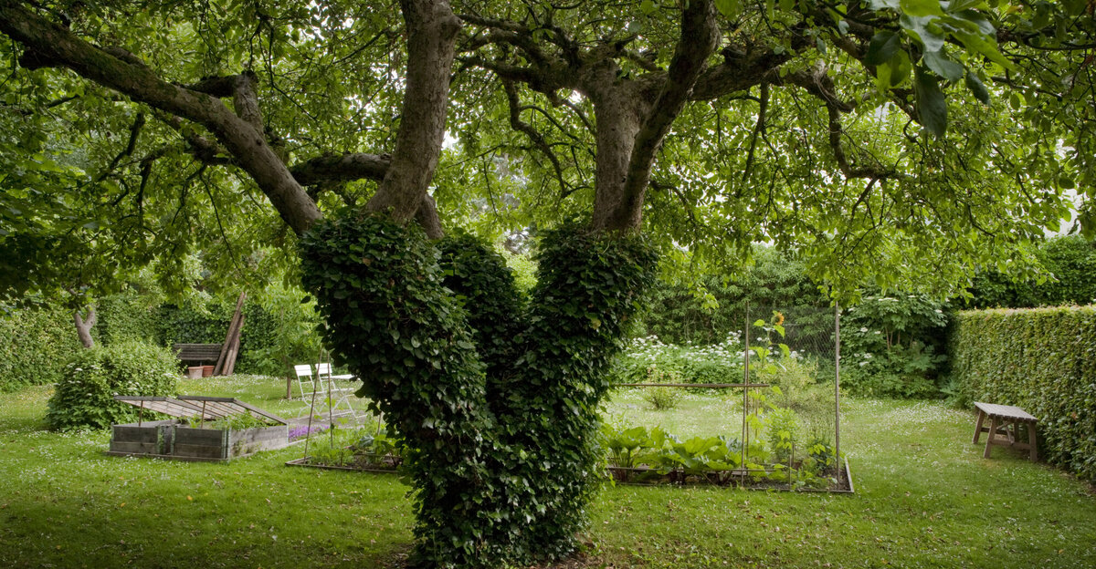 Kan efeu (også kaldet vedbend) ødelægge et træ, når den klatrer i det?